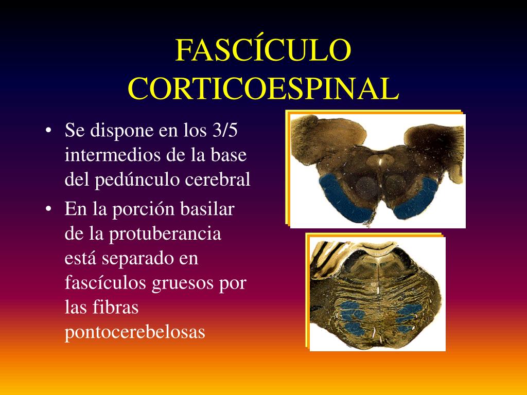 PPT - FASCÍCULOS CORTICOESPINALES Y CORTICONUCLEARES PowerPoint ...