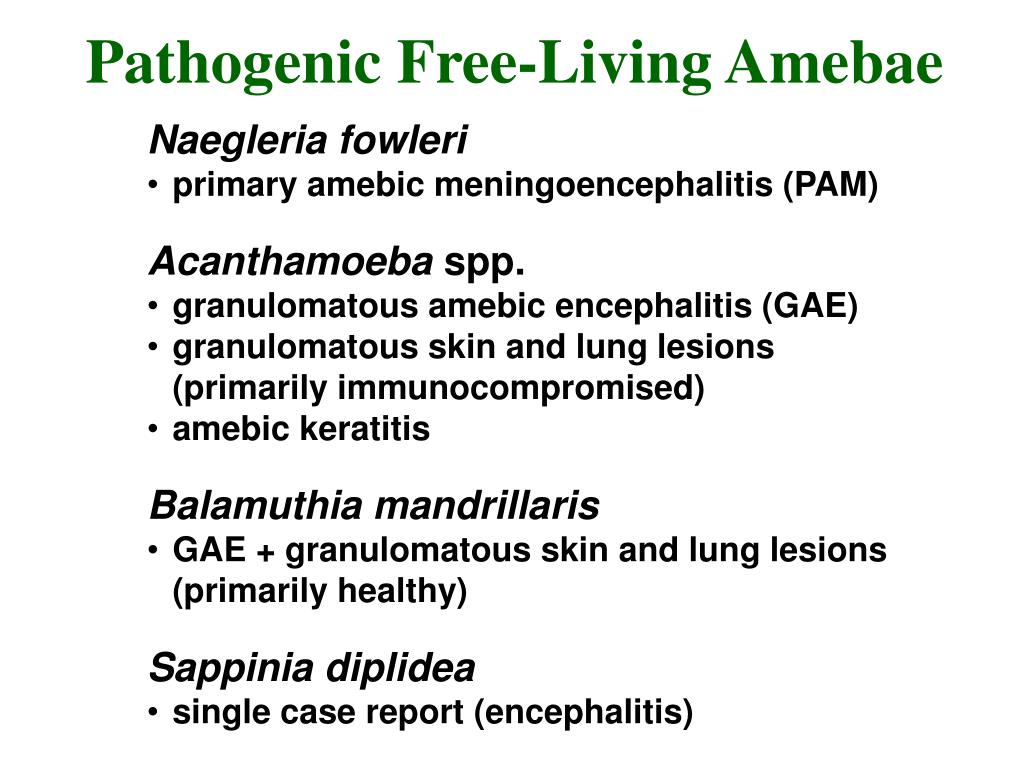 PPT - Naegleria fowleri primary amebic meningoencephalitis (PAM ...