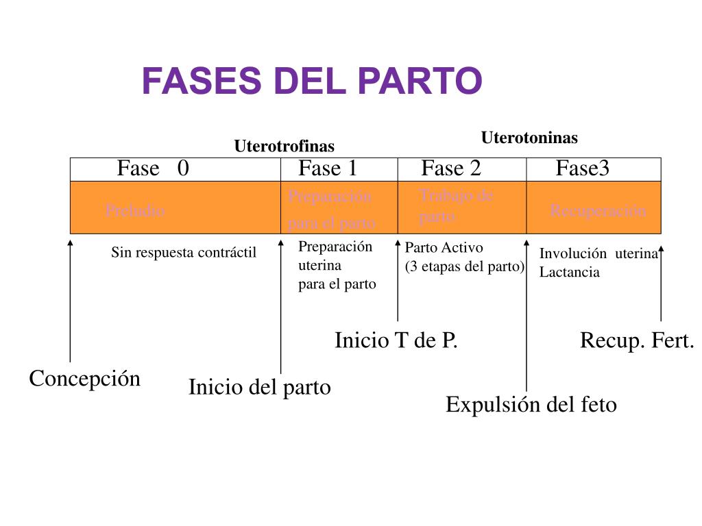 PPT - TRABAJO DE PARTO: “Nociones para asistir un proceso fisiológico ...