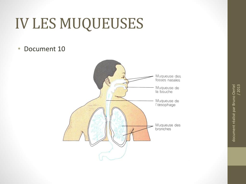 PPT - BIOLOGIE CHAPITRE 4 LA PEAU ET LES MUQUEUSES PowerPoint ...