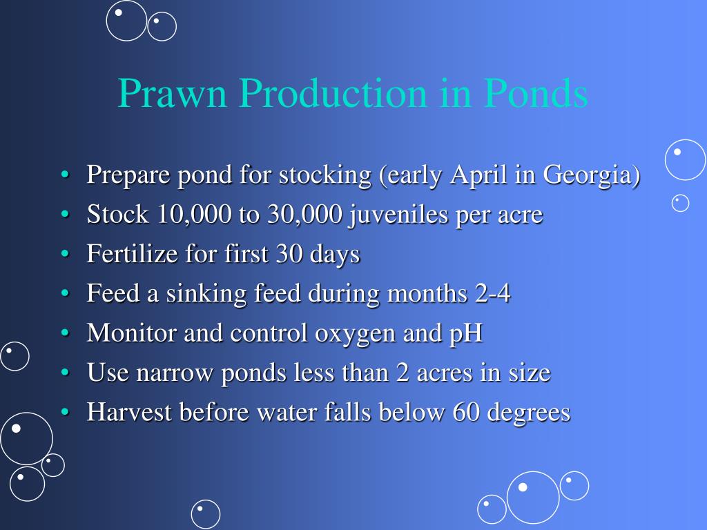 PPT - Freshwater Prawns in Georgia PowerPoint Presentation, free ...