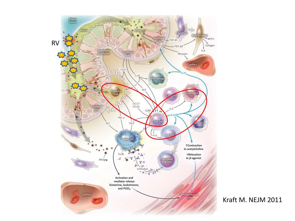 PPT - Rhinovirus Induces Th2 cytokines and chemokines in the Airways in ...