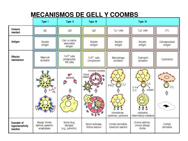 PPT - Mecanismos inmunológicos de daño a los tejidos PowerPoint ...