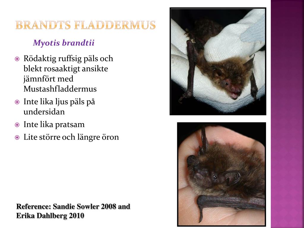PPT - Artbestämning av svenska fladdermusarter PowerPoint Presentation ...
