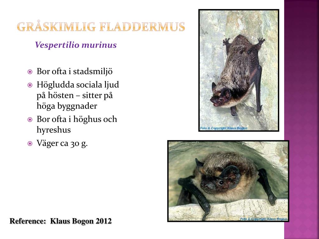 PPT - Artbestämning av svenska fladdermusarter PowerPoint Presentation ...