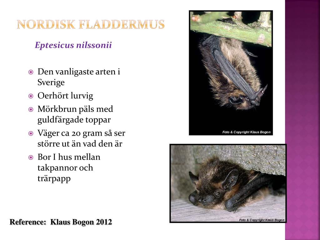 PPT - Artbestämning av svenska fladdermusarter PowerPoint Presentation ...