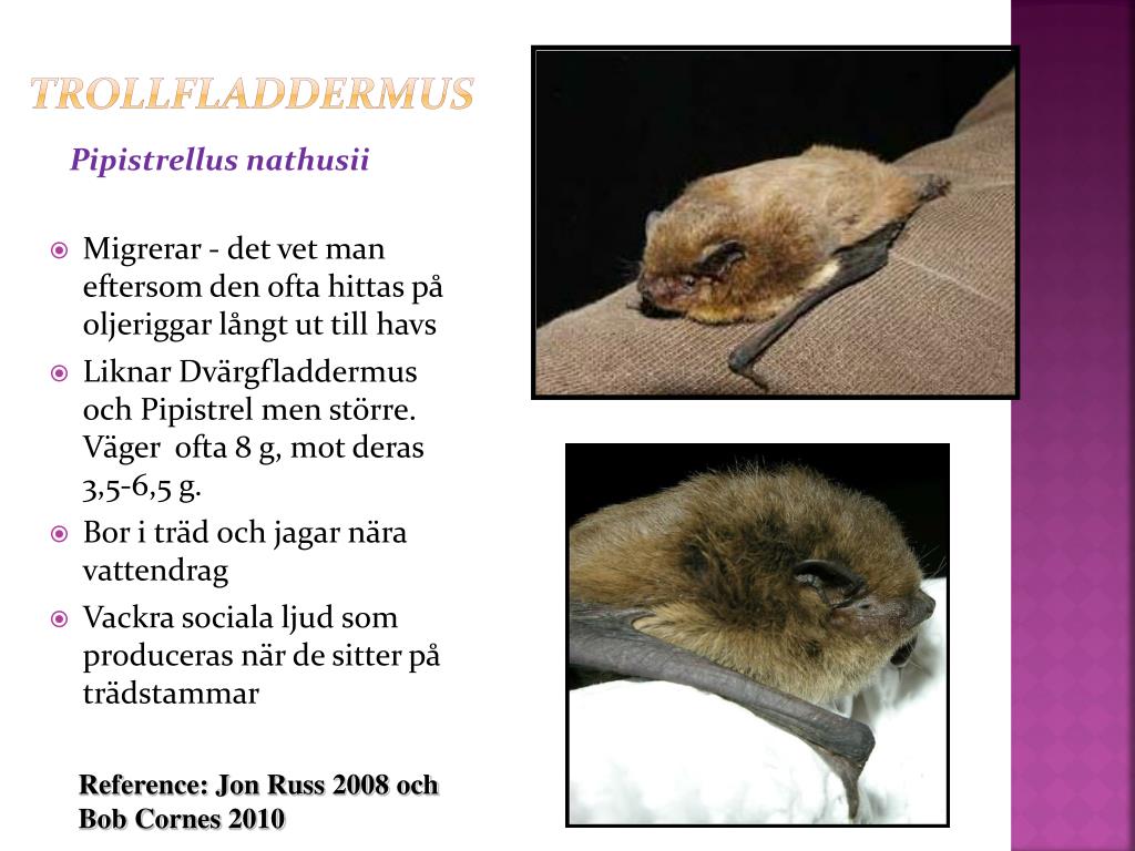 PPT - Artbestämning av svenska fladdermusarter PowerPoint Presentation ...