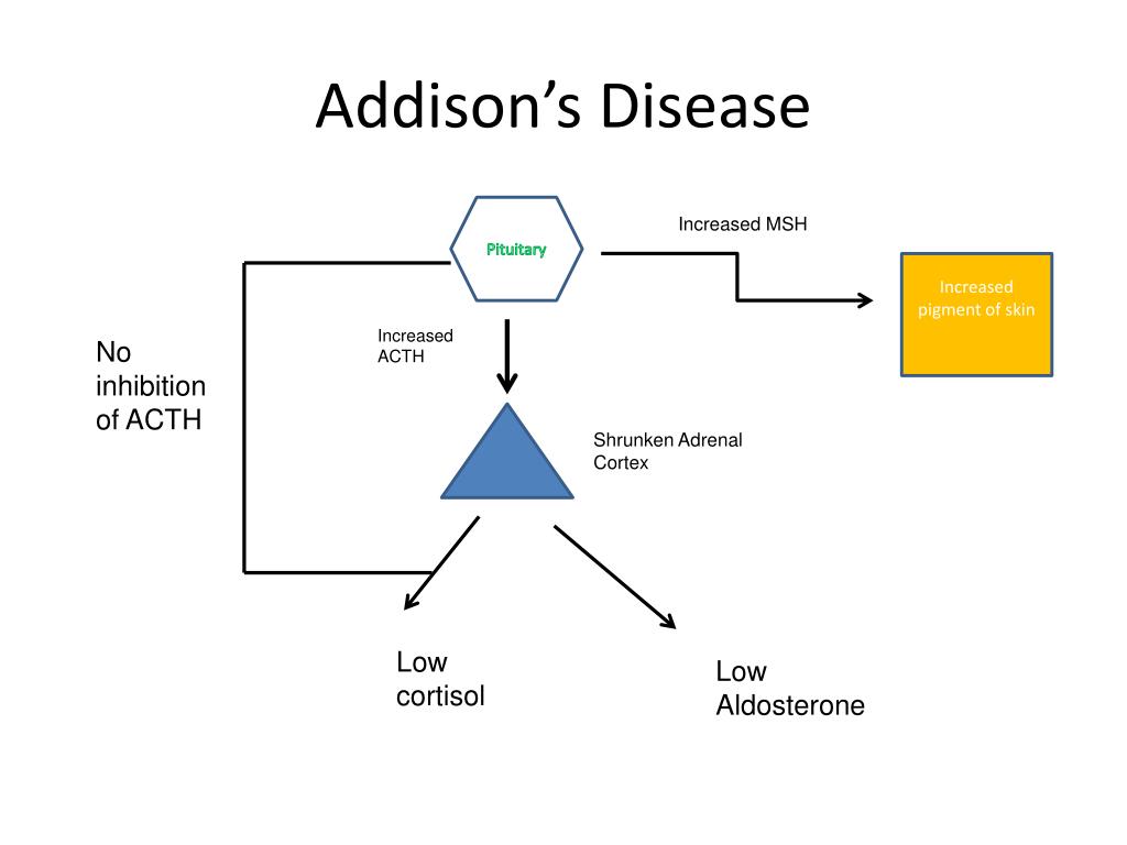 PPT - MLAB 2401: Clinical Chemistry Keri Brophy-Martinez PowerPoint ...
