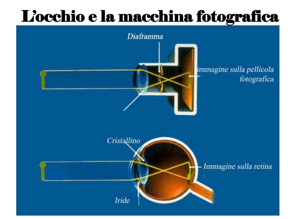 PPT - Il sistema nervoso e la percezione sensoriale: l’esempio della ...