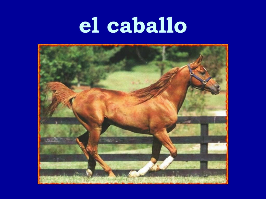 PPT - Español 1 Unidad 2 Vocabulario PowerPoint Presentation, free ...