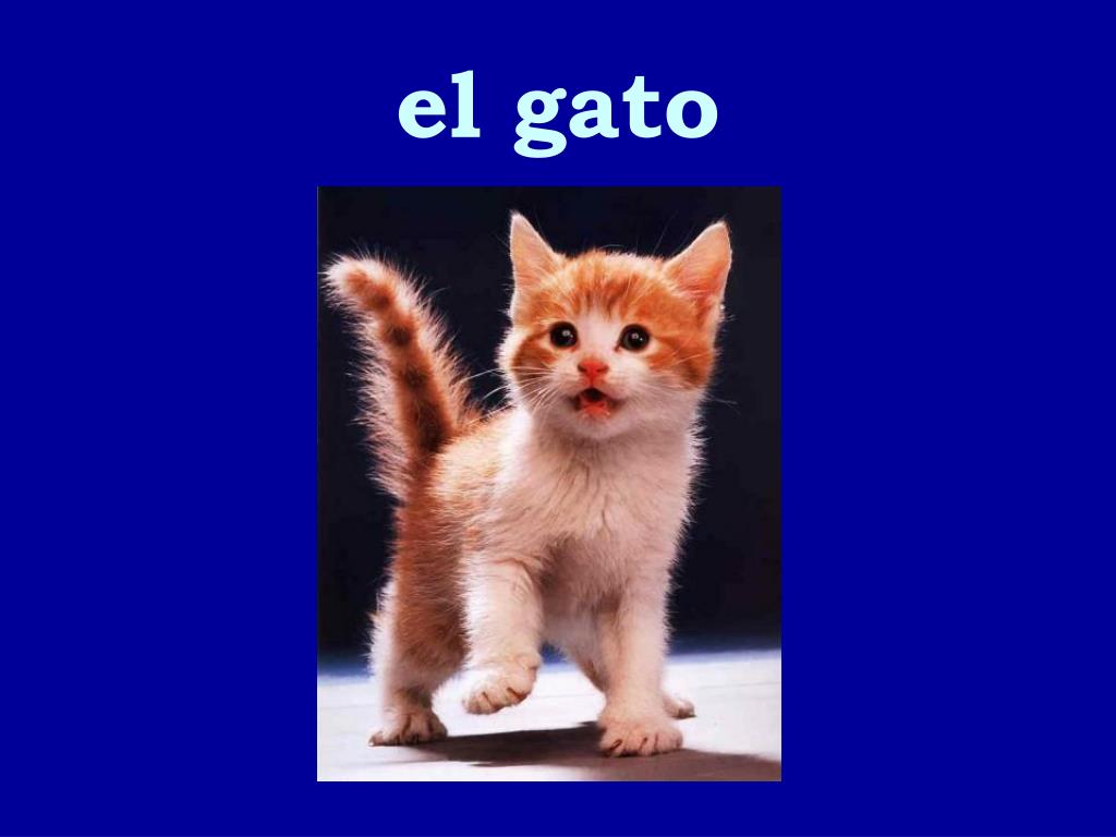PPT - Español 1 Unidad 2 Vocabulario PowerPoint Presentation, free ...