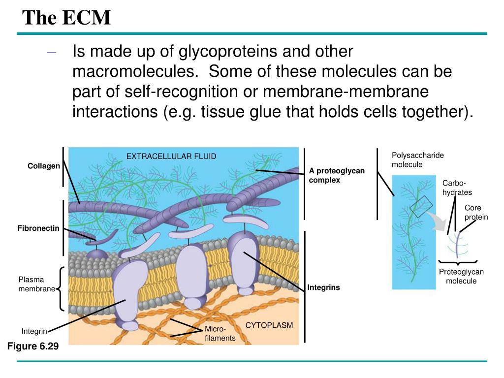 PPT - The Golgi Apparatus: Shipping and Receiving Center PowerPoint ...