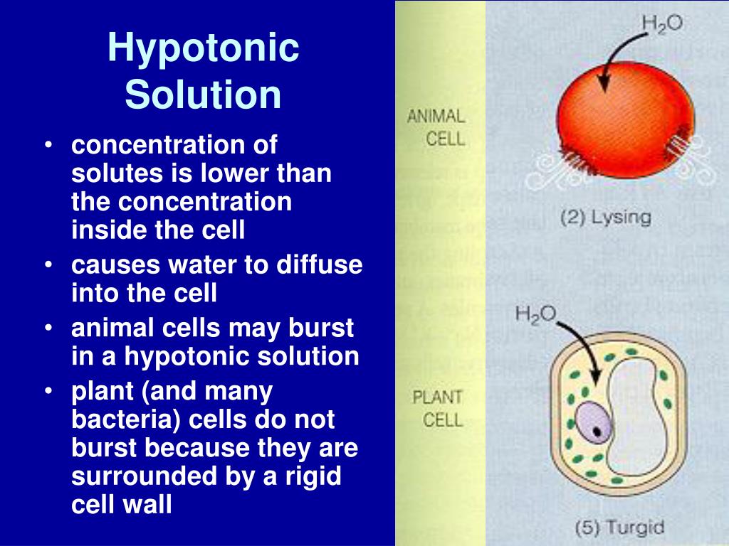 PPT - Biology 1- Chapter 7 Notes Prentice Hall (pg. 168-193) PowerPoint ...