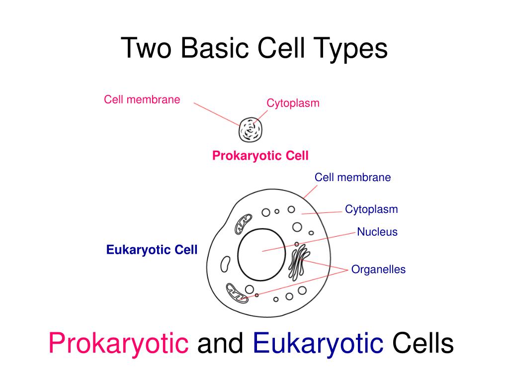 PPT - Biology 1- Chapter 7 Notes Prentice Hall (pg. 168-193) PowerPoint ...