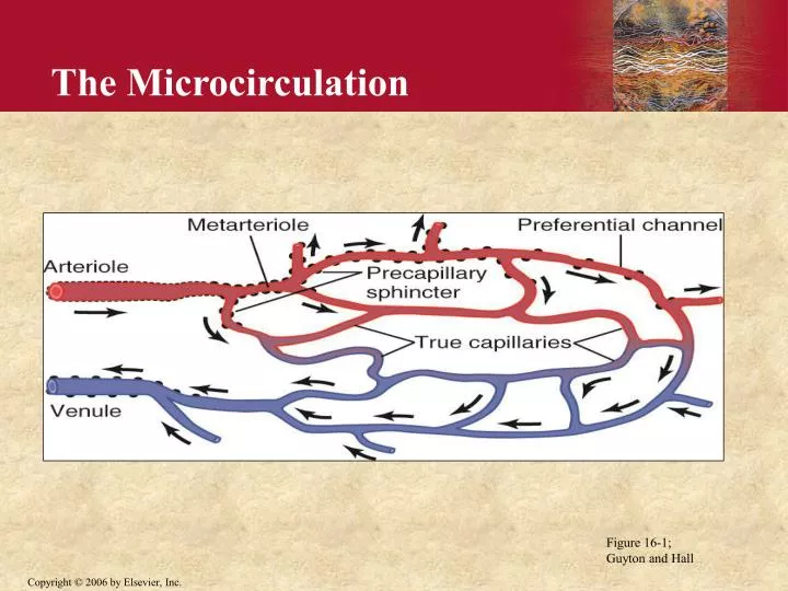 Ppt The Microcirculation Powerpoint Presentation Free Download Id