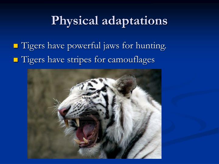 PPT - Bengal Tigers PowerPoint Presentation - ID:1731767