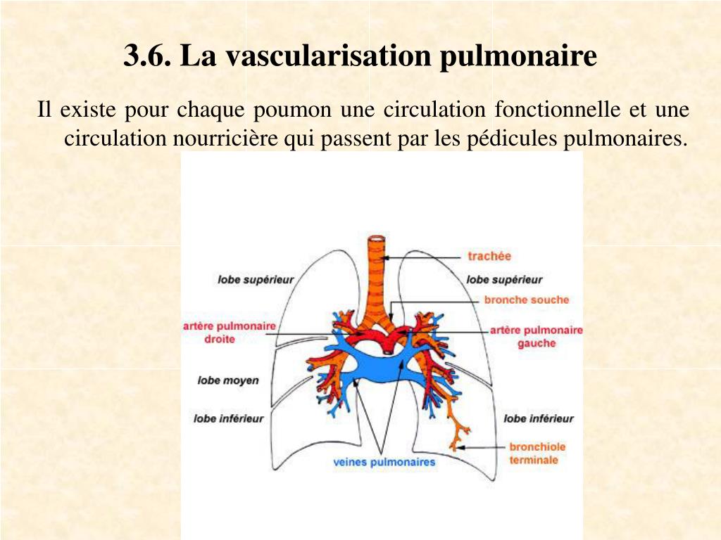 PPT - ANATOMIE DU THORAX ET DE L’APPAREIL CARDIORESPIRATOIRE PowerPoint ...