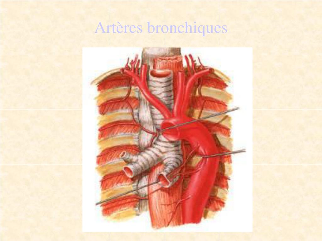 PPT - ANATOMIE DU THORAX ET DE L’APPAREIL CARDIORESPIRATOIRE PowerPoint ...