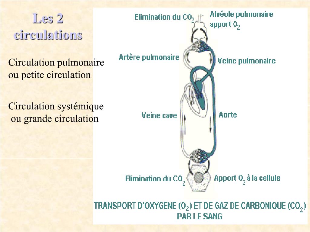PPT - ANATOMIE DU THORAX ET DE L’APPAREIL CARDIORESPIRATOIRE PowerPoint ...