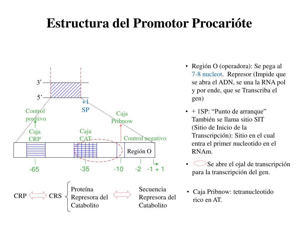 PPT - Biología Molecular: Replicación del ADN Estructura de Genes ...