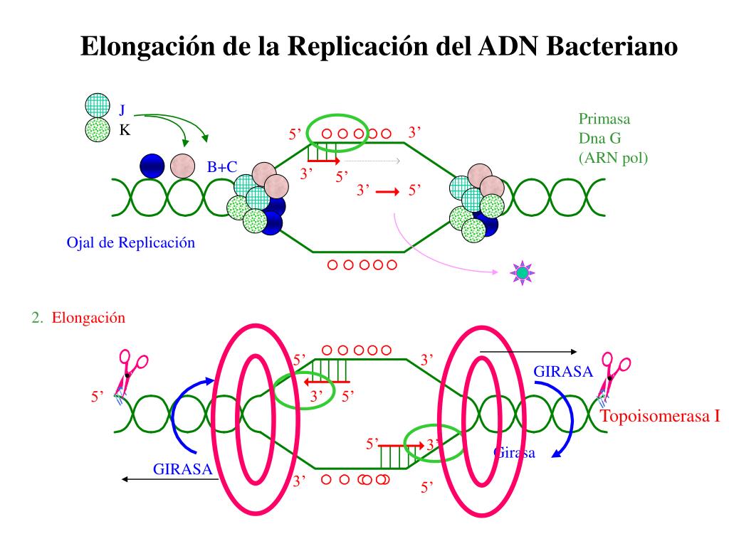 PPT - Biología Molecular: Replicación del ADN Estructura de Genes ...