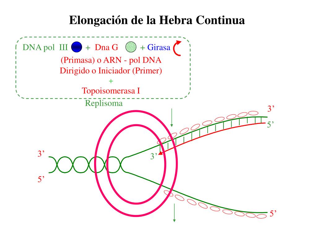 PPT - Biología Molecular: Replicación del ADN Estructura de Genes ...