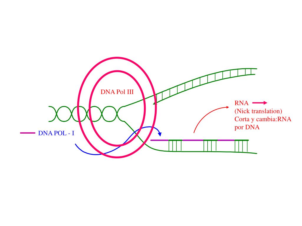 PPT - Biología Molecular: Replicación del ADN Estructura de Genes ...