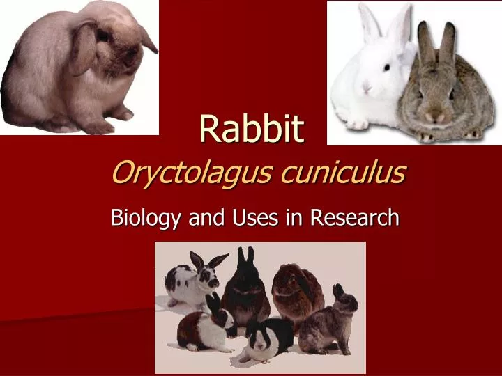 PPT - Rabbit Oryctolagus cuniculus PowerPoint Presentation, free ...