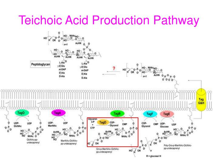 PPT - Glycerol 3-phosphate Cytidylyltransferase PowerPoint Presentation ...