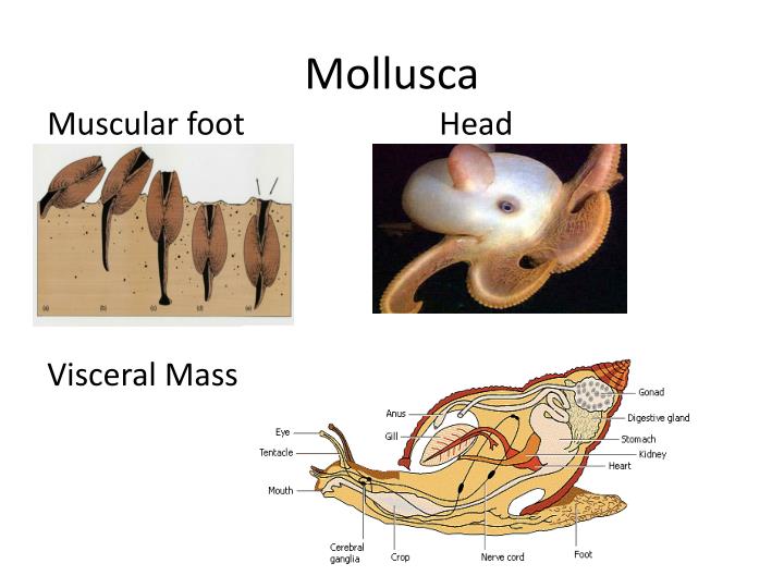 PPT - Invertebrate Diversity PowerPoint Presentation - ID:1736060