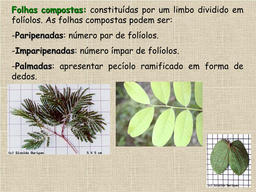 PPT - O reino vegetal, seus grupos principais, características e ...