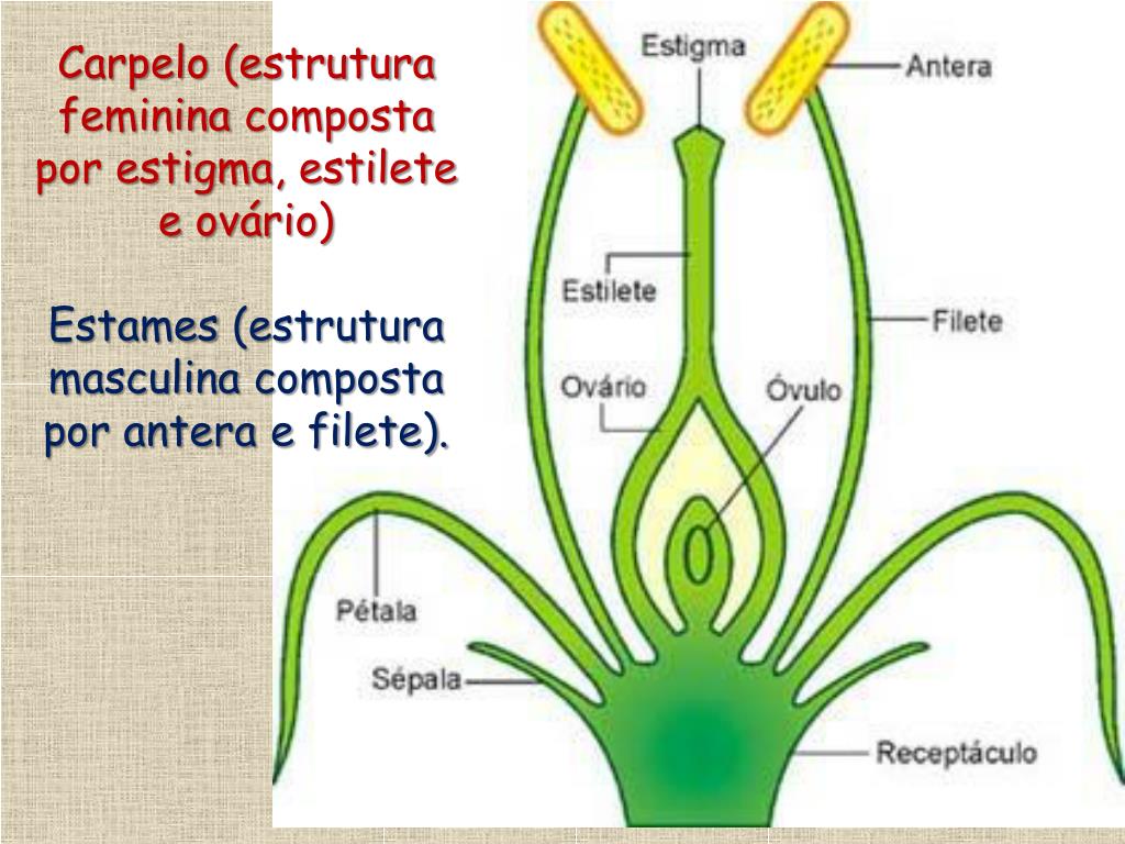 PPT - O reino vegetal, seus grupos principais, características e ...