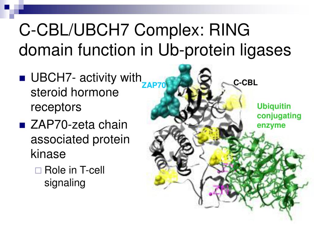 PPT - Ubiquitin Protein Ligase E3 PowerPoint Presentation, free ...