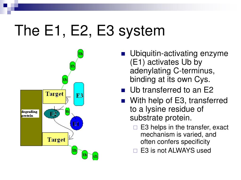 PPT - Ubiquitin Protein Ligase E3 PowerPoint Presentation, free ...
