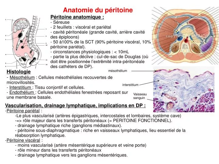 PPT - Anatomie du péritoine PowerPoint Presentation, free download - ID ...