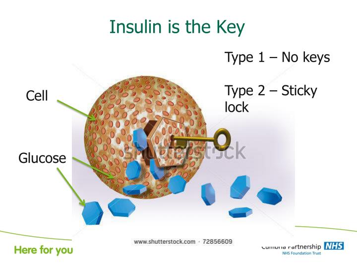PPT - Diabetes Mythbusters PowerPoint Presentation - ID:1737818