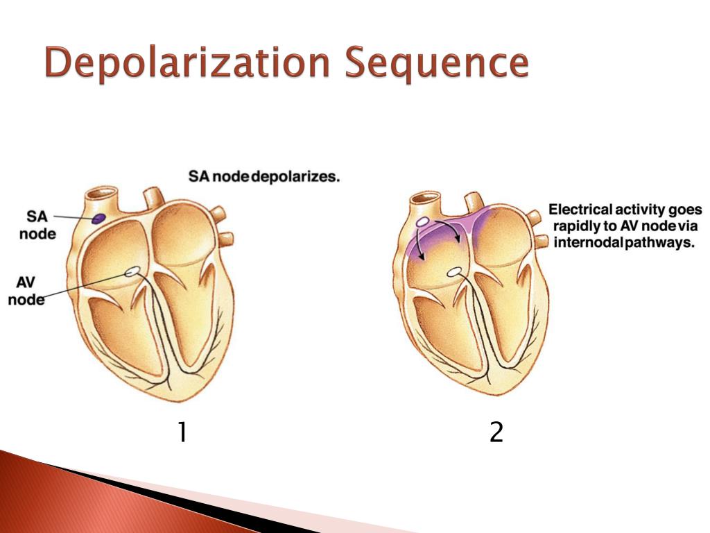 Depolarization Anatomy Definition Anatomy Drawing Diagram 180