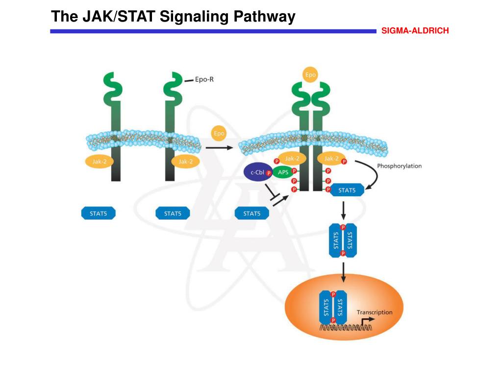 PPT - The JAK/STAT Signaling Pathway PowerPoint Presentation, free ... PPT - The JAK/STAT Signaling Pathway PowerPoint Presentation, free ...