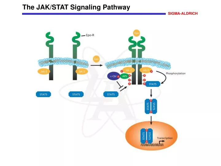 PPT - The JAK/STAT Signaling Pathway PowerPoint Presentation, free ...