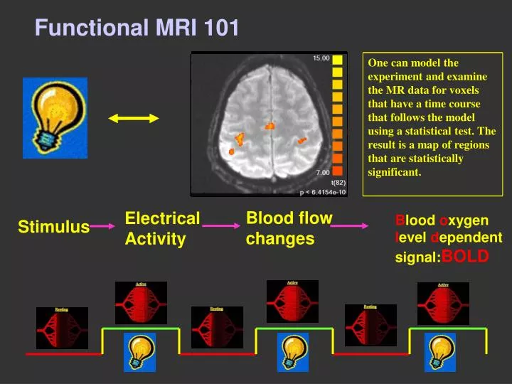 PPT - Functional MRI 101 PowerPoint Presentation, free download - ID ...