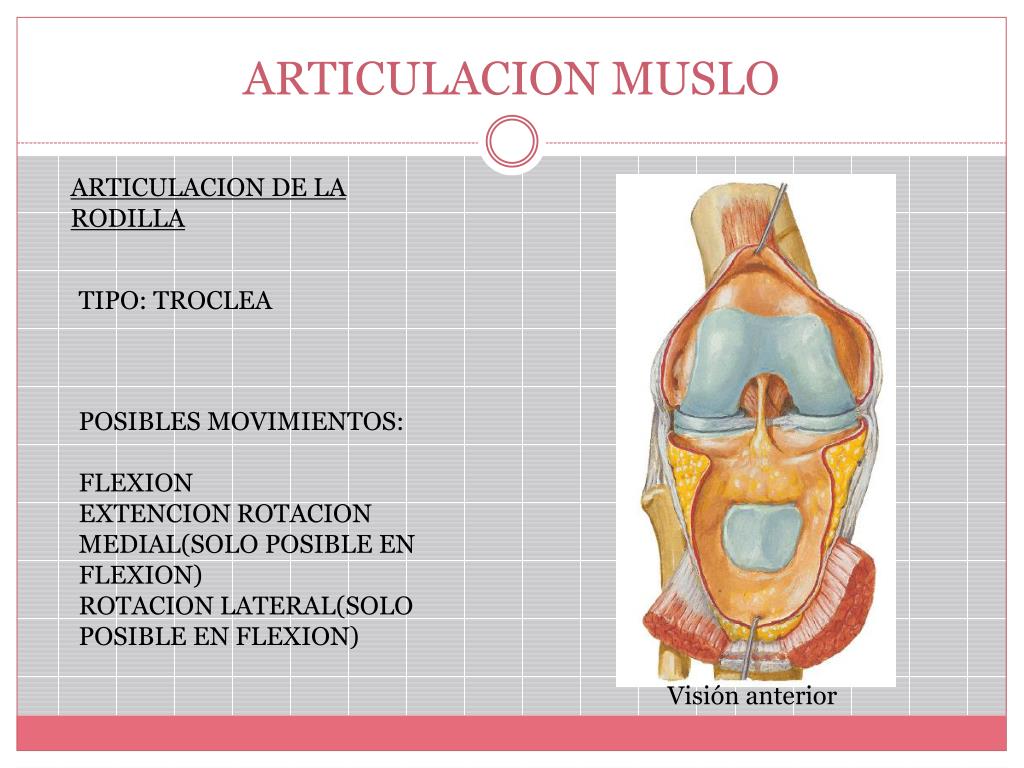 PPT - MIEMBRO INFERIOR HUESOS Y ARTICULACIONES PowerPoint Presentation ...