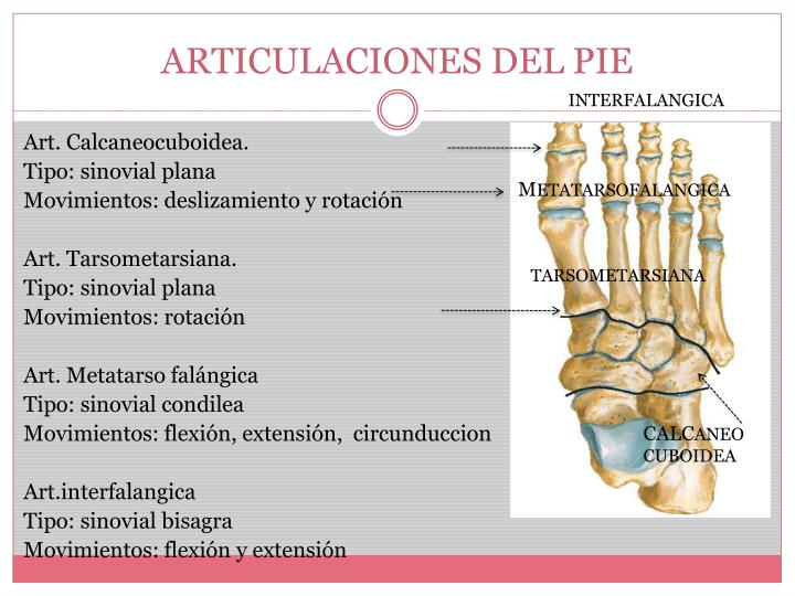 PPT - MIEMBRO INFERIOR HUESOS Y ARTICULACIONES PowerPoint Presentation ...