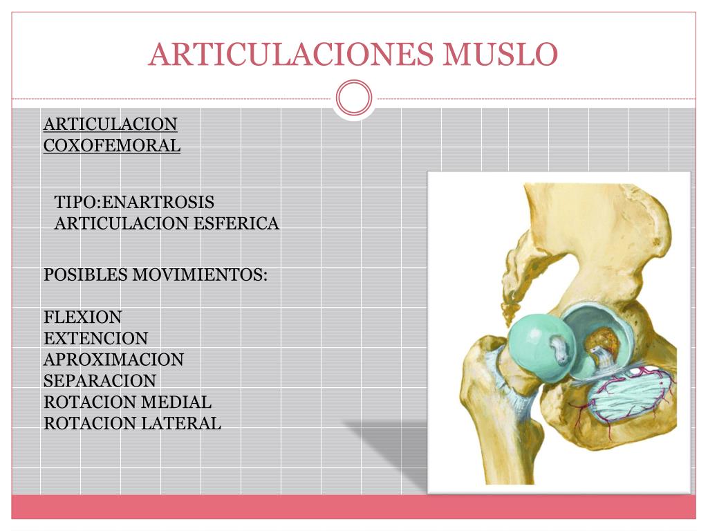 PPT - MIEMBRO INFERIOR HUESOS Y ARTICULACIONES PowerPoint Presentation ...