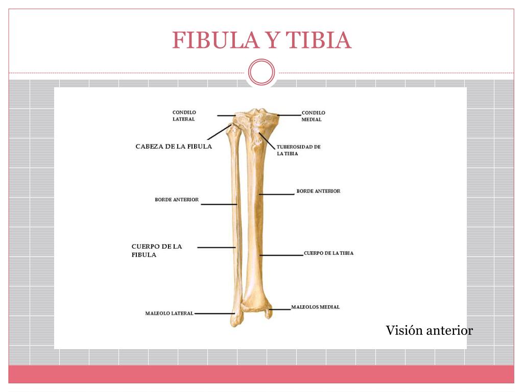 PPT - MIEMBRO INFERIOR HUESOS Y ARTICULACIONES PowerPoint Presentation ...