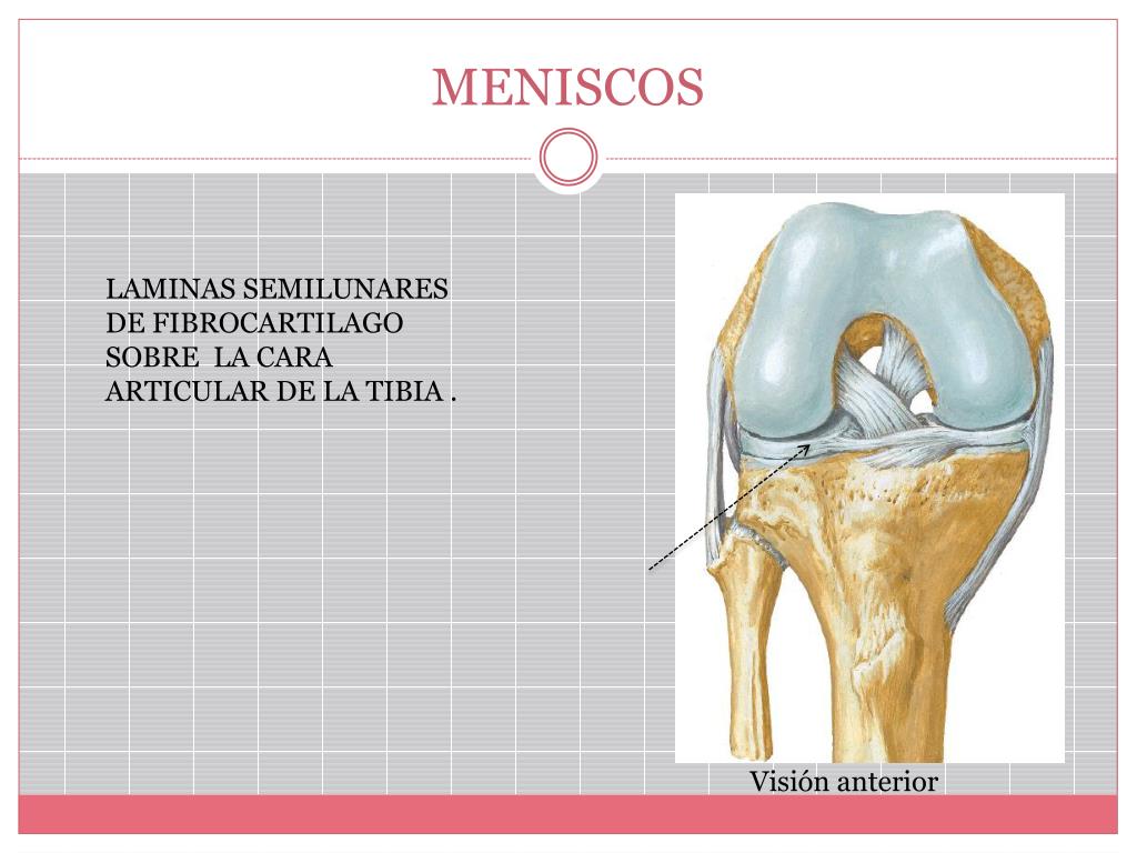 PPT - MIEMBRO INFERIOR HUESOS Y ARTICULACIONES PowerPoint Presentation ...