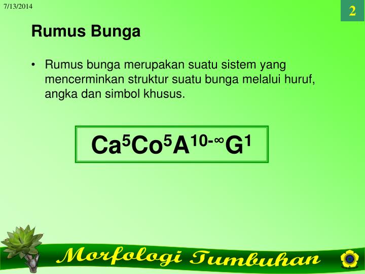 PPT - MORFOLOGI BUNGA 3 PowerPoint Presentation - ID:1738895