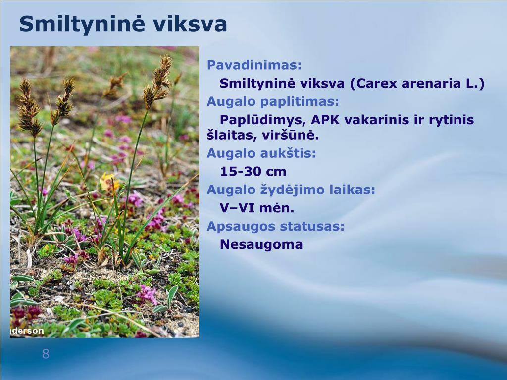 PPT - Apsauginio papl ūdimio kopagūbrio augalija PowerPoint ...