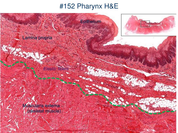 PPT - GI Sequence - Histology PowerPoint Presentation - ID:1739498