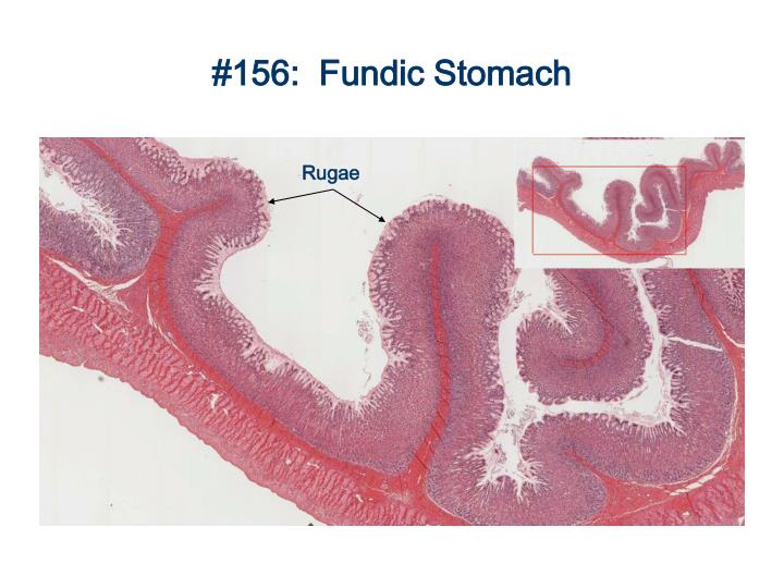 PPT - GI Sequence - Histology PowerPoint Presentation - ID:1739498