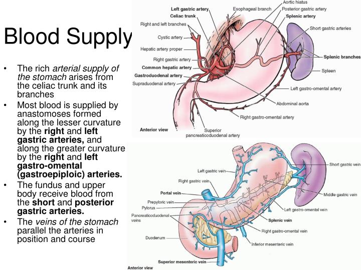 PPT - Stomach Anatomy and Pathology PowerPoint Presentation - ID:1739509